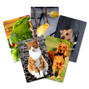 Flash Card Animales Domésticos – Playwork